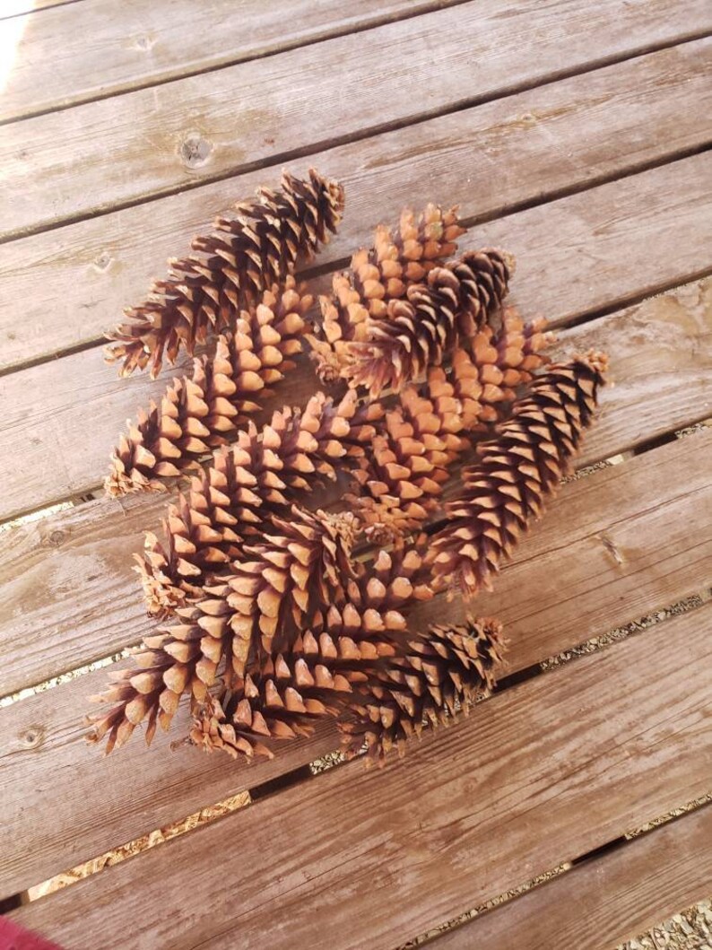Natural Large White Pine Pinecones. DIY Special Occasion - Etsy