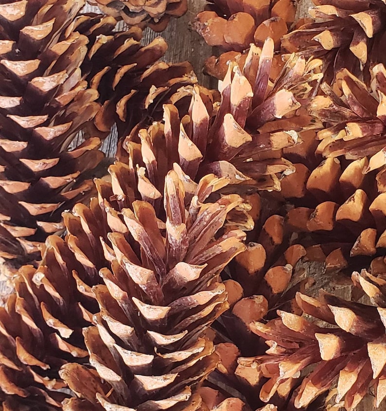 Natural Large White Pine Pinecones. DIY Special Occasion - Etsy