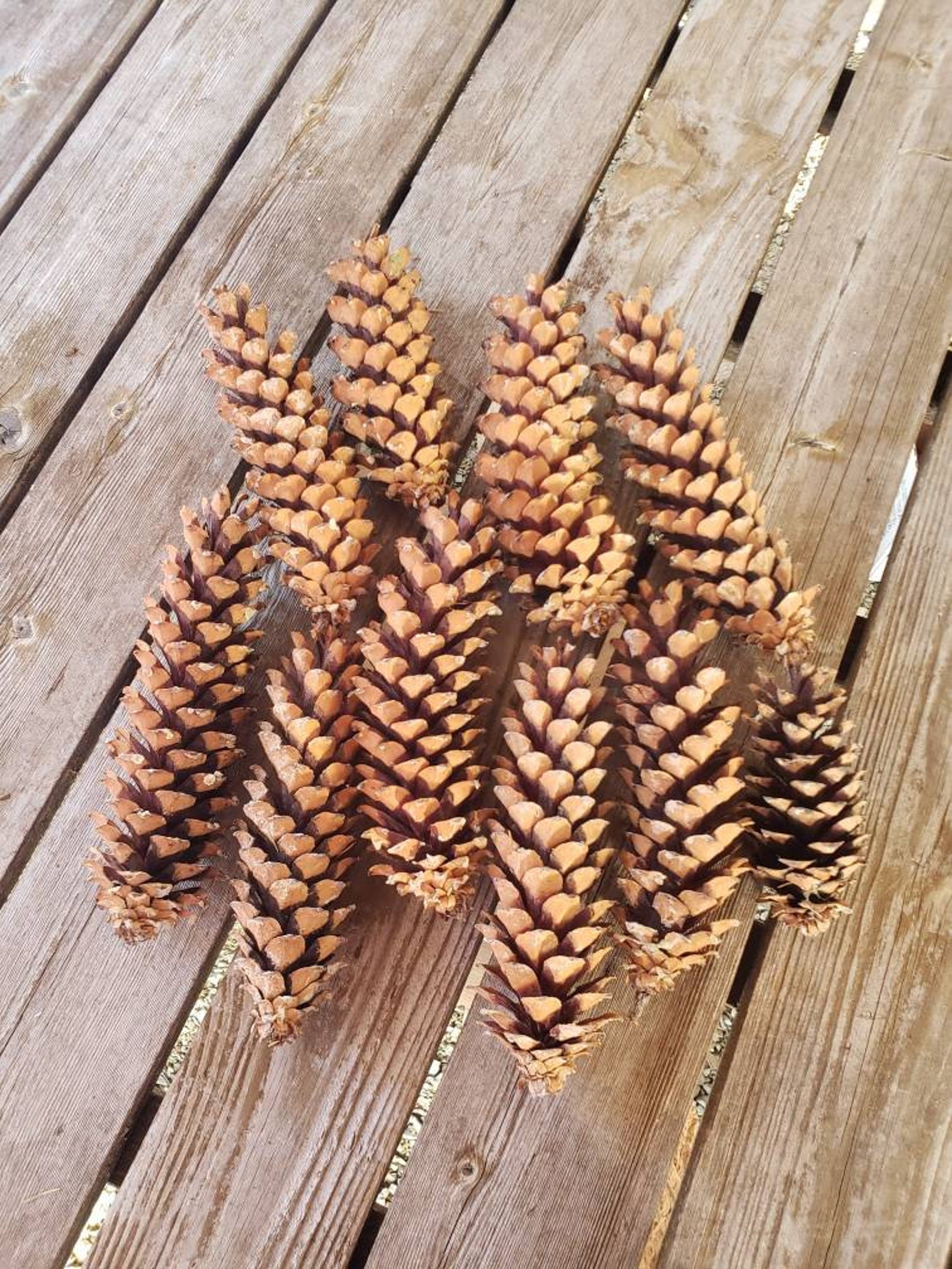 Natural Large White Pine, Pinecones. DIY Special Occasion, Home ...