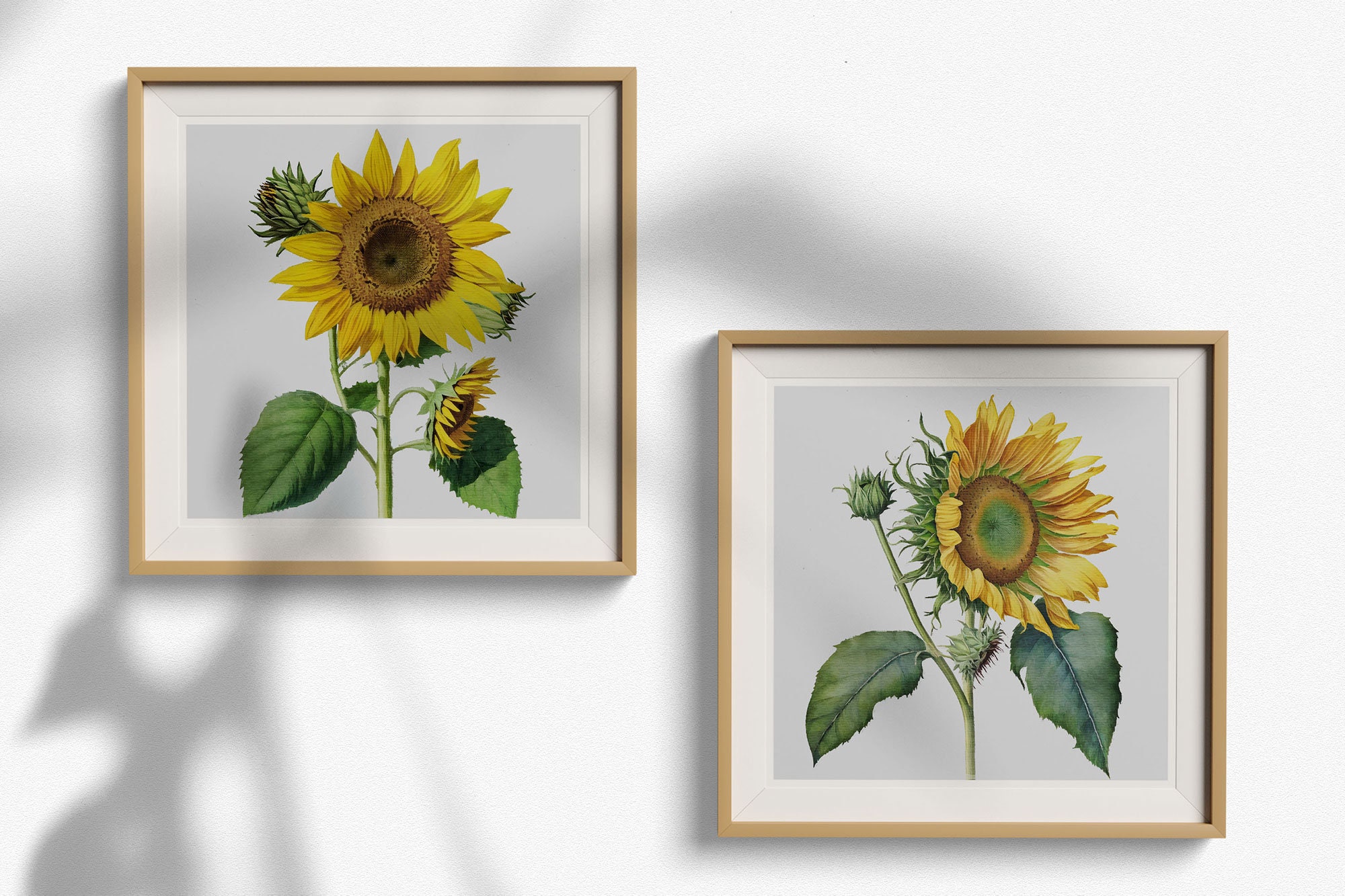 Premium Watercolor Sunflower Printable Set of 4, Botanical Wall Art ...