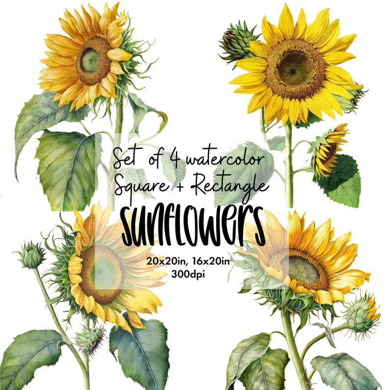 Premium Watercolor Sunflower Printable Set of 4, Botanical Wall Art ...