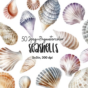 Light Watercolor Seashells Clipart, Ocean Beach Clip Art, Sea Shells ...