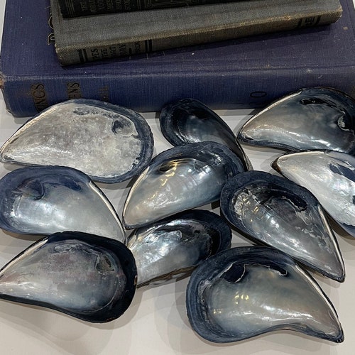 10 Mussel Shells Varnished / Unvarnished. Fab for Wreaths & - Etsy