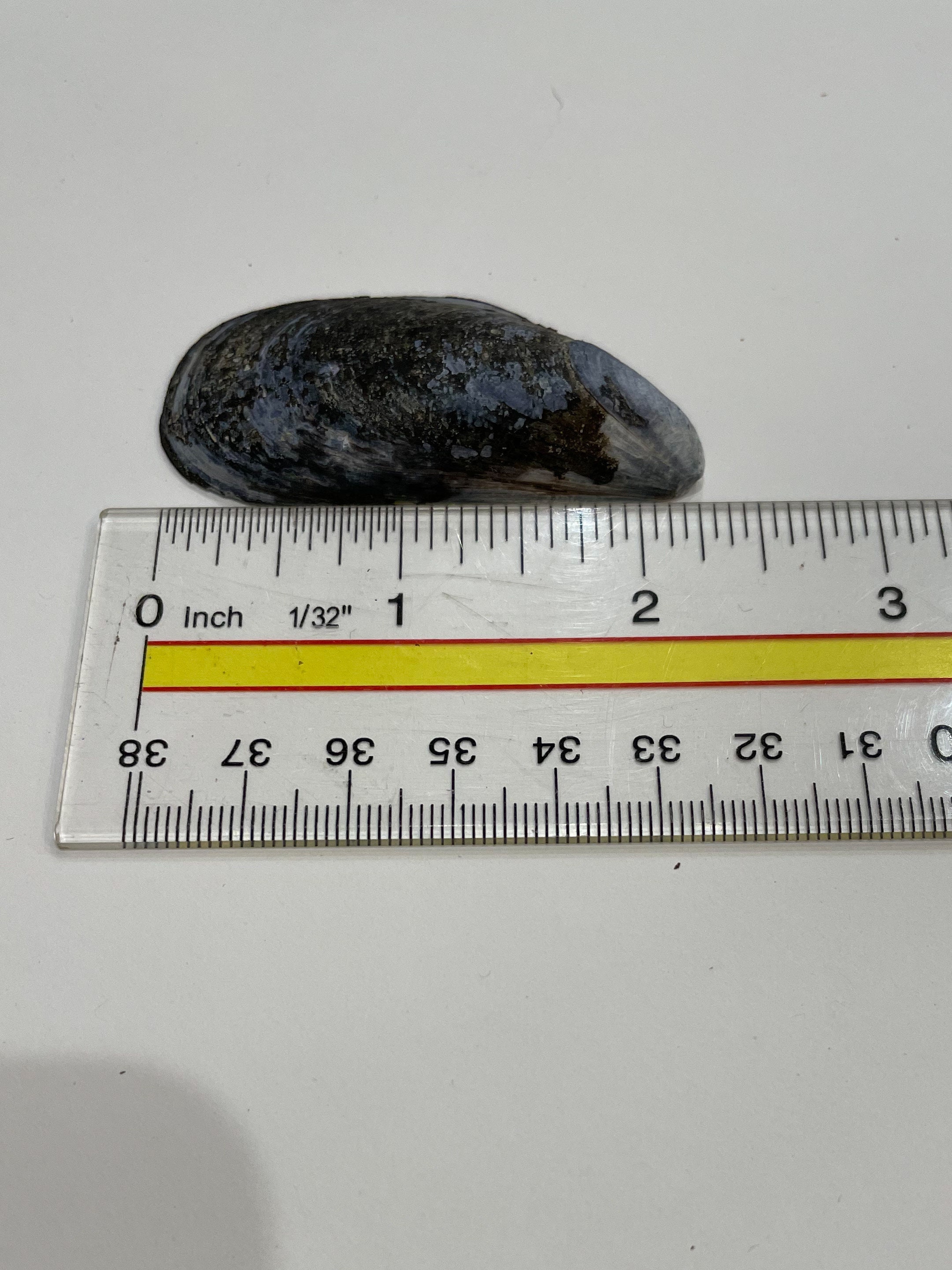 Mussel Shells Medium - Etsy