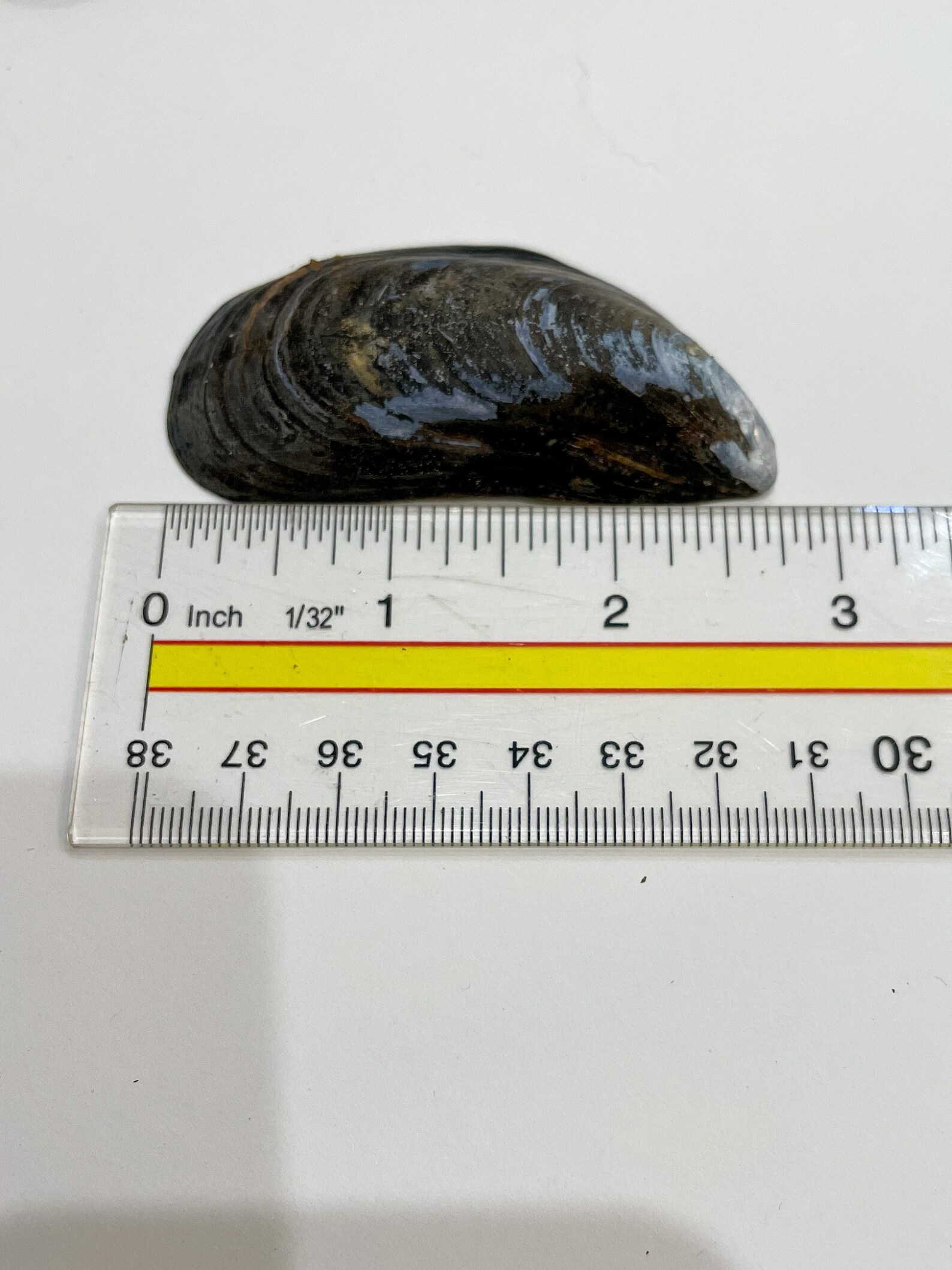 Mussel Shells Medium - Etsy