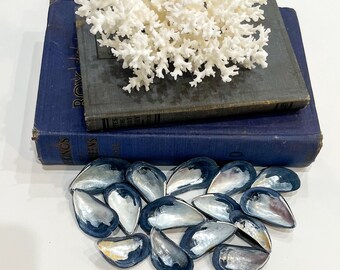 60 Pc Blue Mussel Shells, Blue Mussels, Natural Sea Shells, Natural ...