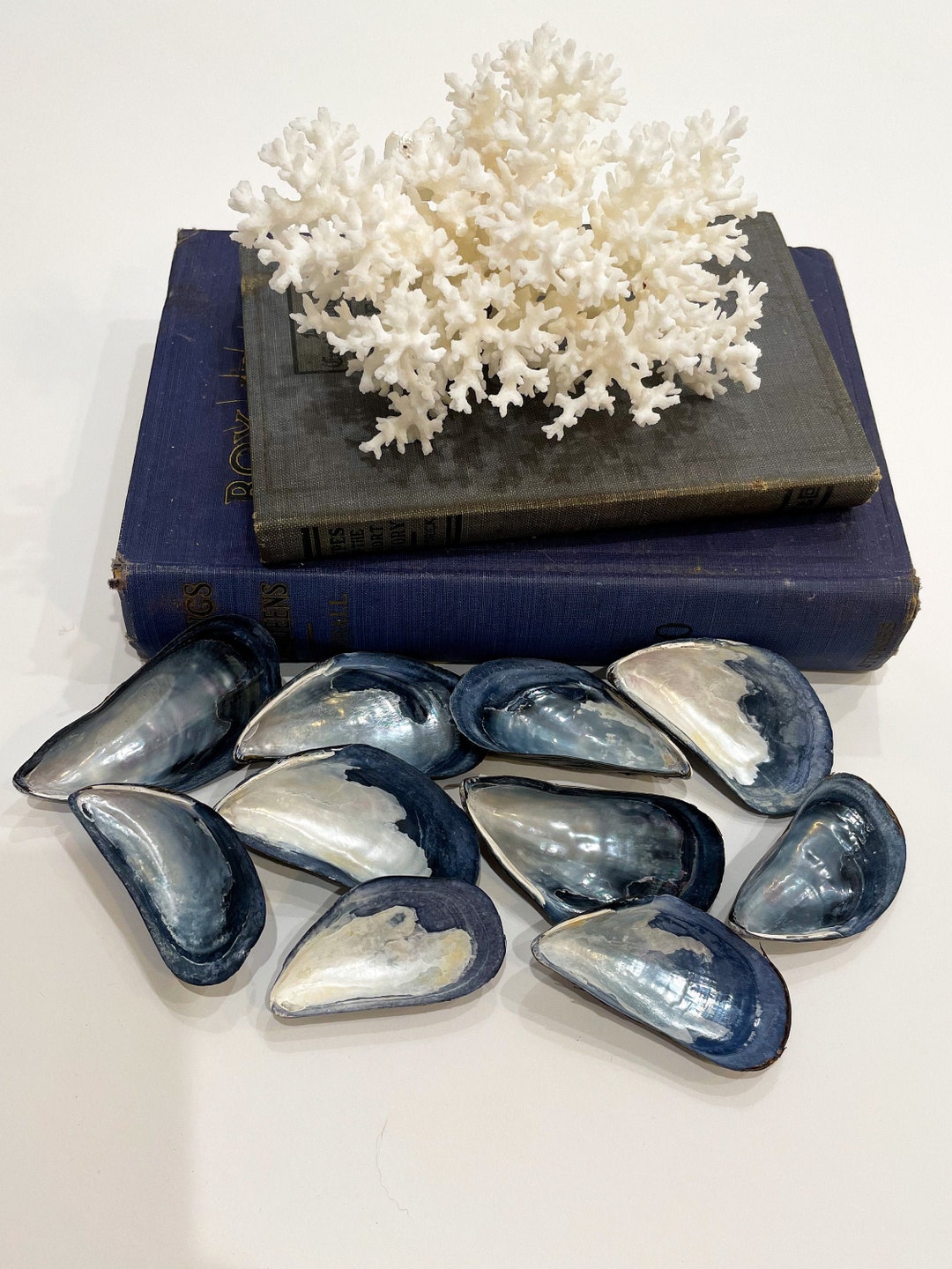 Mussel Shells Medium - Etsy