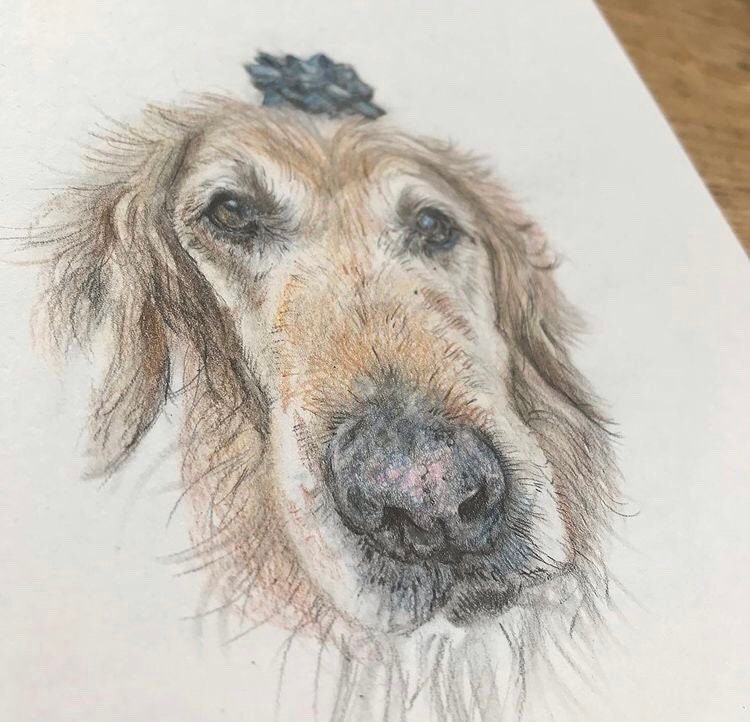 Hand Drawn Pet Portrait Personalised Pet Portrait Pet | Etsy UK