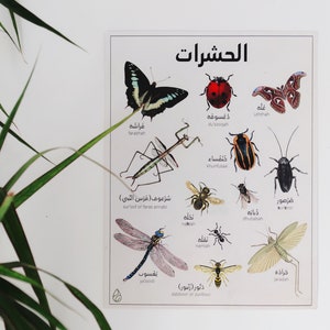 Arabic Insects Poster Downloadable Prints Educational Kids Children ...