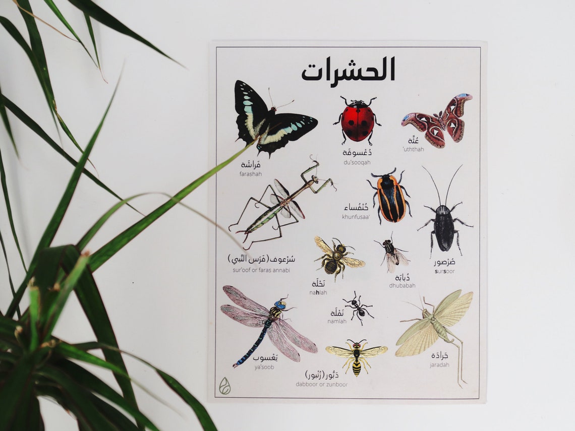 Arabic Insects Poster Downloadable Prints Educational Kids Children ...