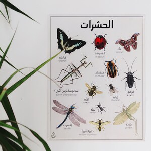 Arabic Insects Poster Downloadable Prints Educational Kids Children ...