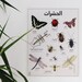 Arabic Insects Poster Downloadable Prints Educational Kids Children ...