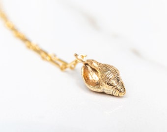 Florida Rock Shell - Etsy