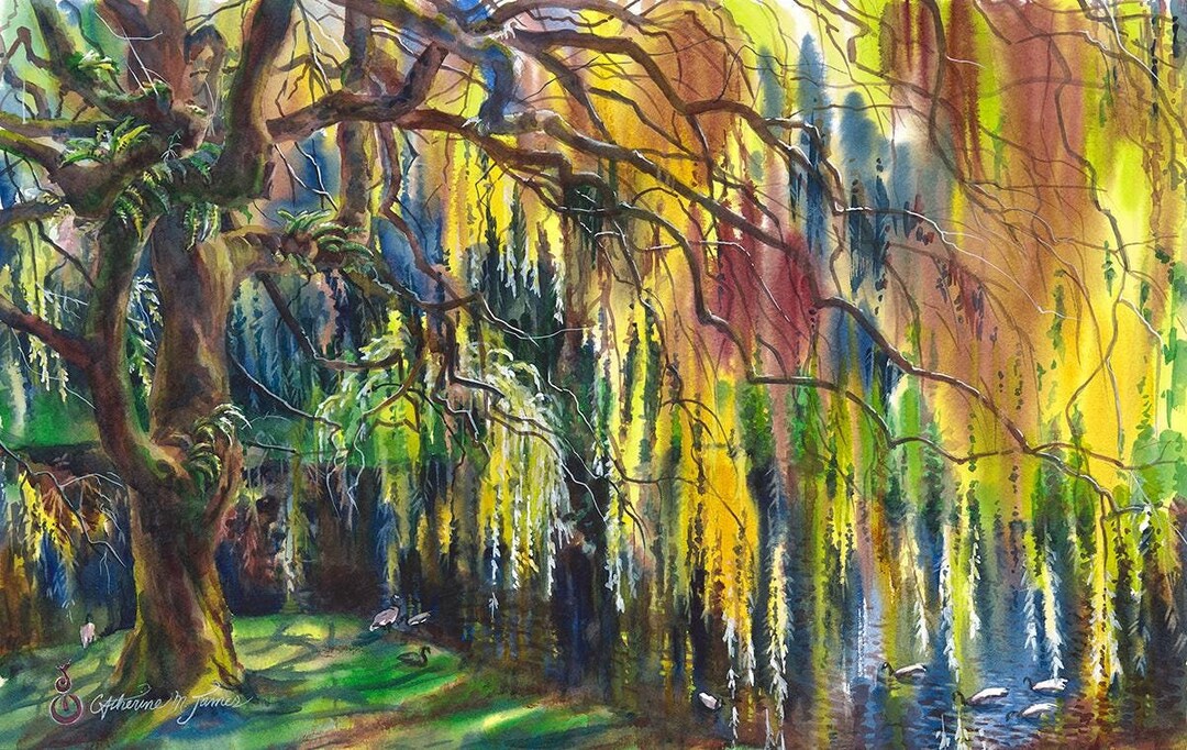 Weeping Willow Tree - Fine Art Print of Watercolor Painting, 11" X 17 ...