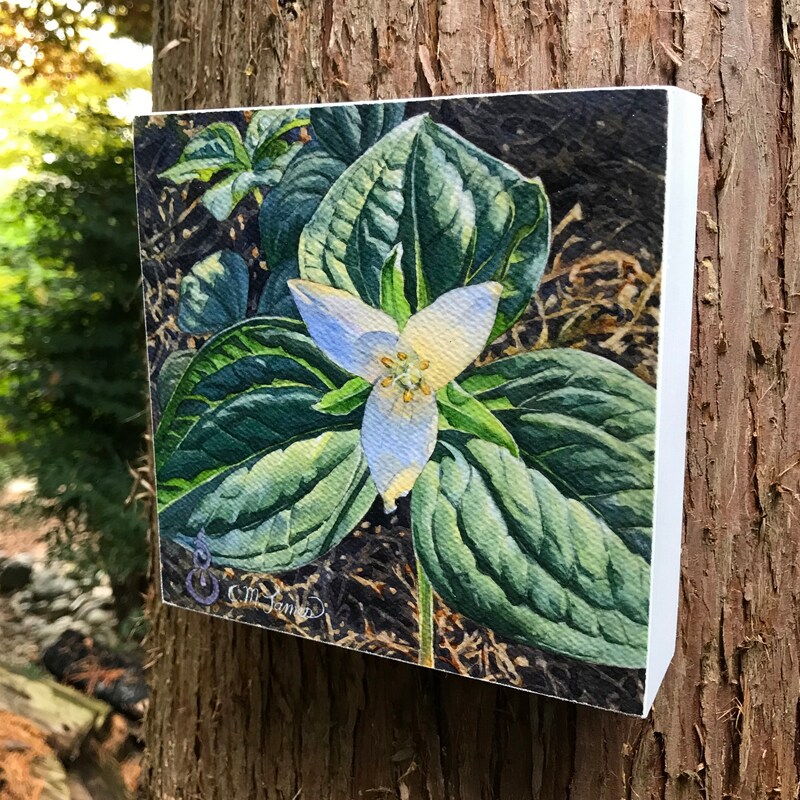 White Trillium Plants - Etsy