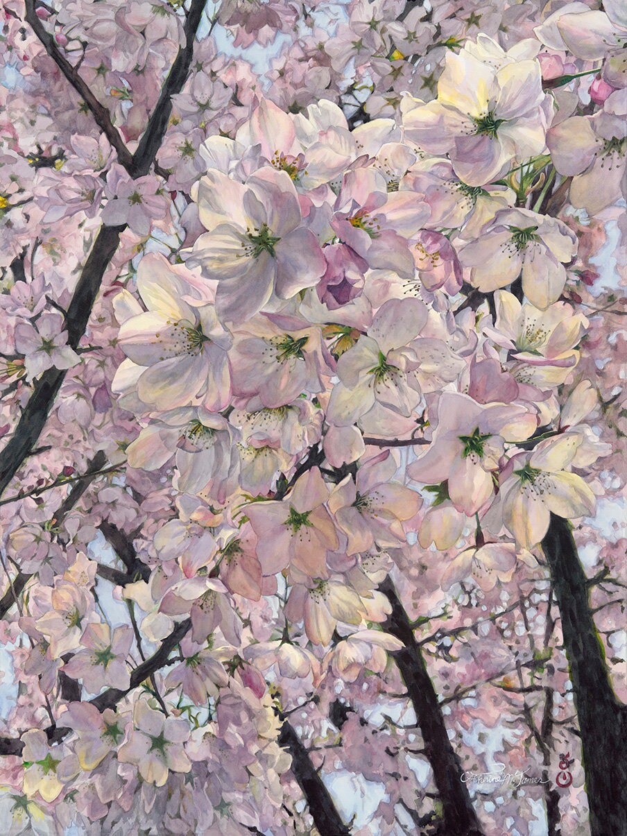 Cherry Blossom Watercolor, Sakura - Fine Art Print of Painting - 11x14 ...