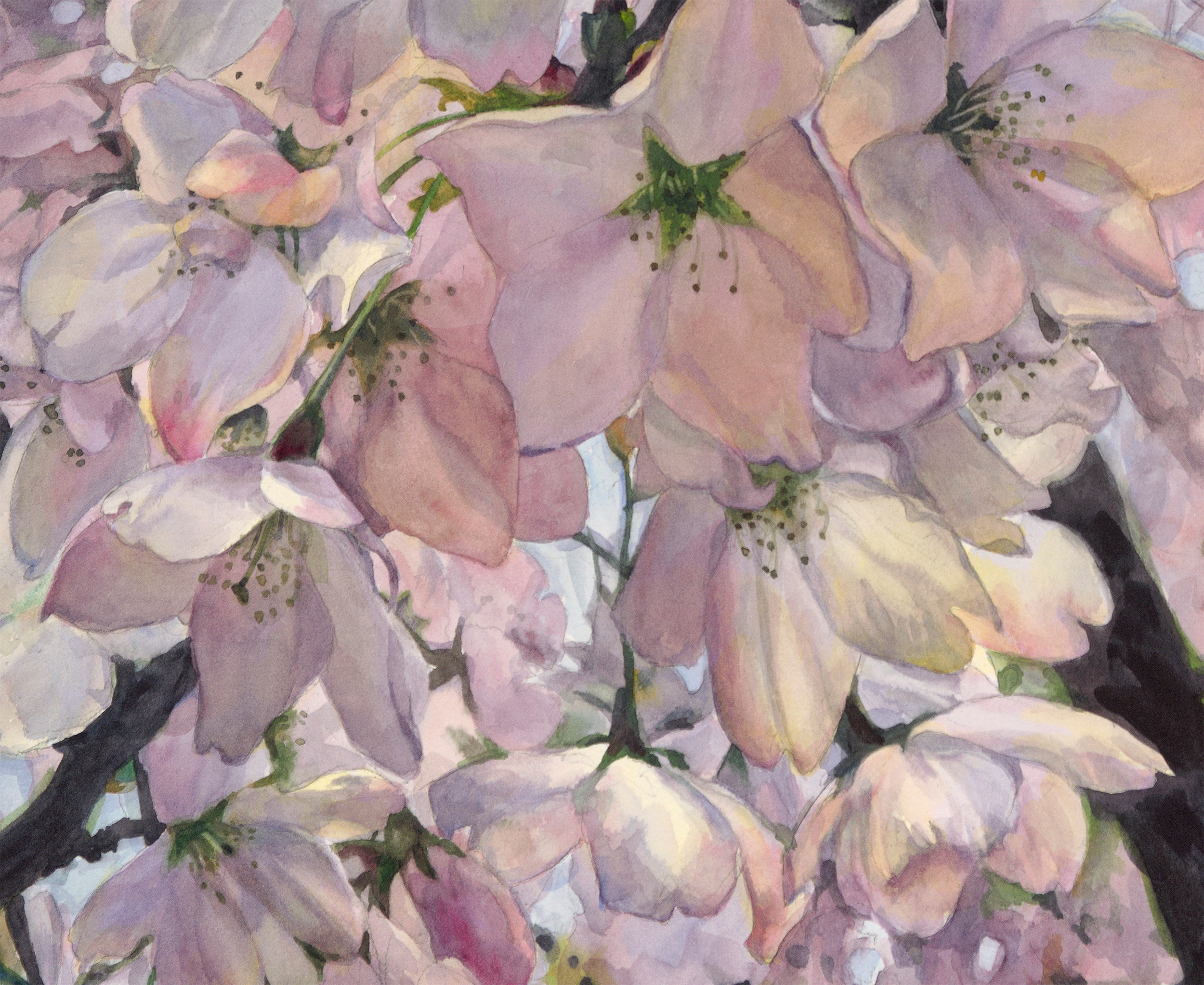 Cherry Blossom Watercolor, Sakura - Fine Art Print of Painting - 11x14 ...