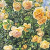 David Austin English Roses - Fine Art Print of Watercolor Painting - Etsy