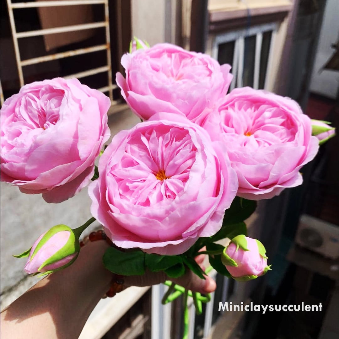 Handmade Clay David Austin Rose, Valentines Anniversary Gift Her ...