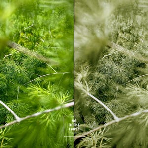 20 Deep Green Lightroom Presets and 14 Tools. Desktop & Mobile Filters ...