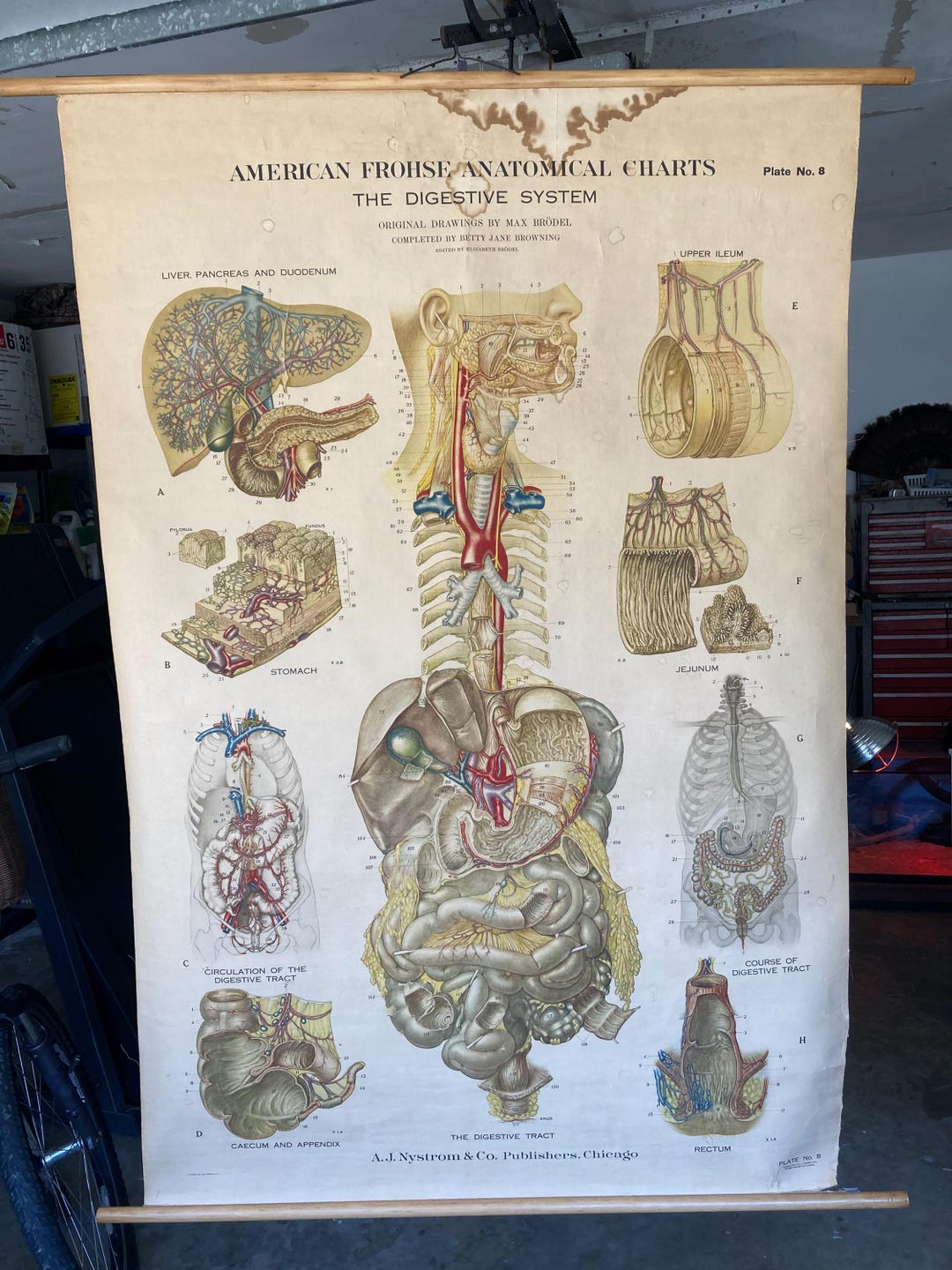 Frohse Anatomical Chart by A.J. Nystrom, Plate No. 8: Digestive System ...