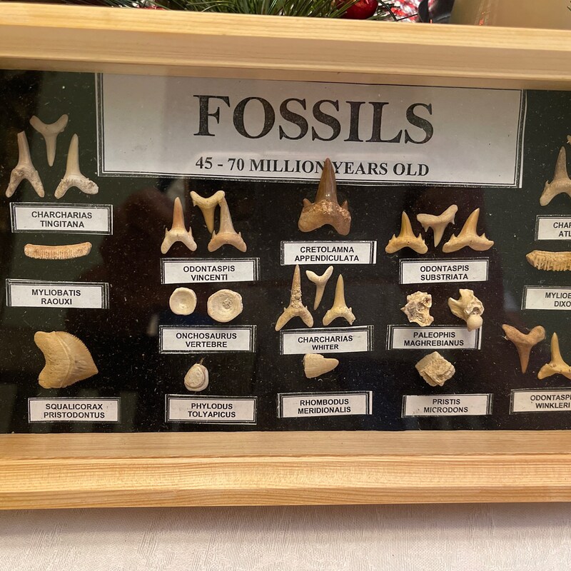 Shark Tooth Display - Etsy