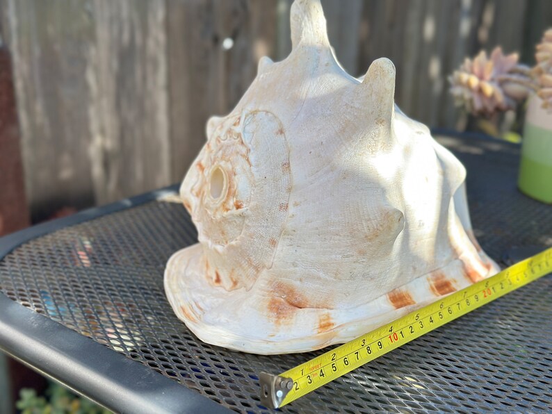 Large Cassis Cornuta Huge Seashell, Big Crab Shell, Huge Ocean Shell ...