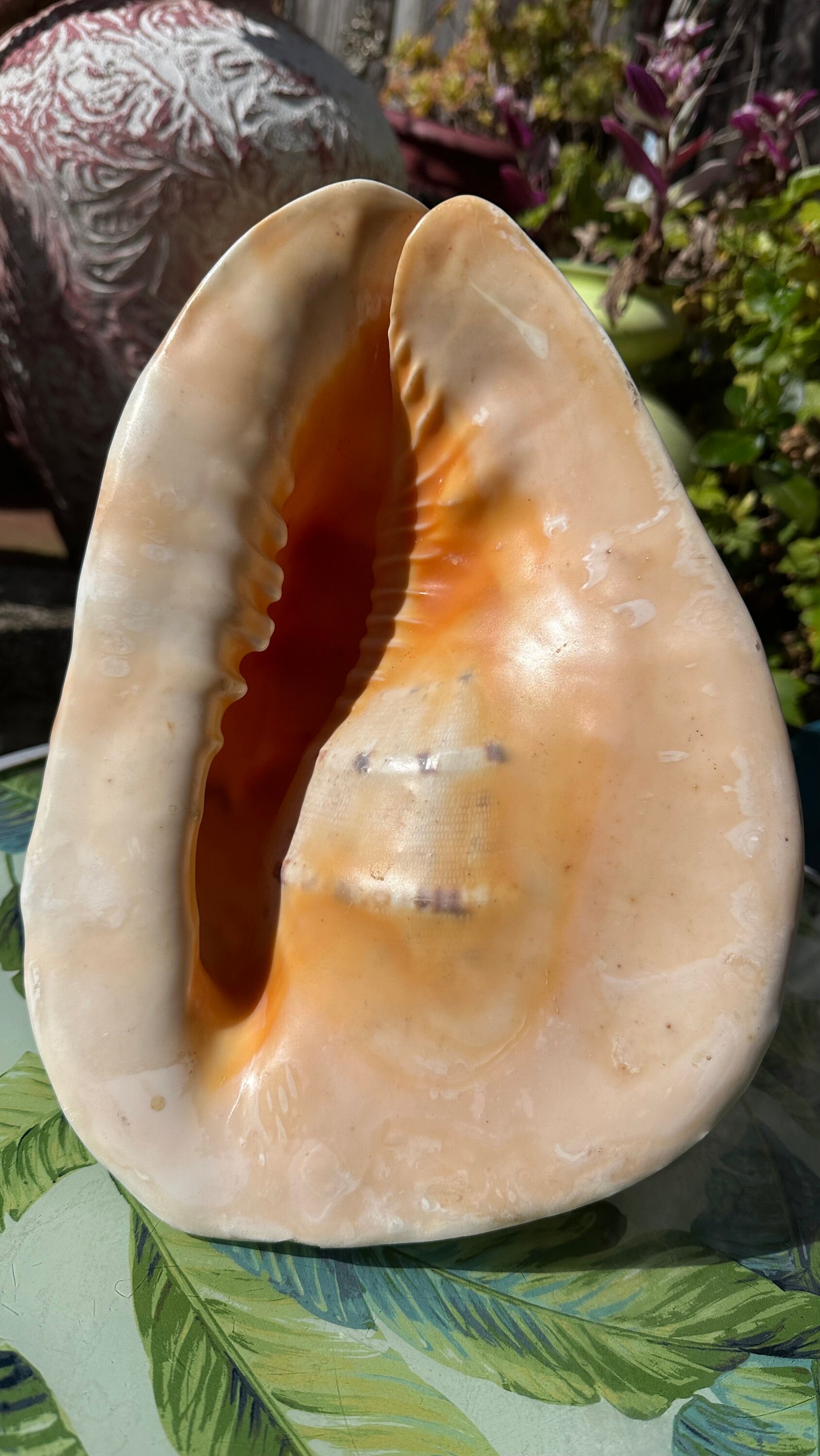 Large Cassis Cornuta Huge Seashell, Big Crab Shell, Huge Ocean Shell ...