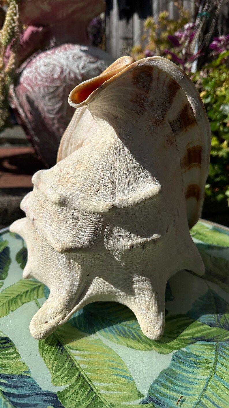 Large Cassis Cornuta Huge Seashell, Big Crab Shell, Huge Ocean Shell ...