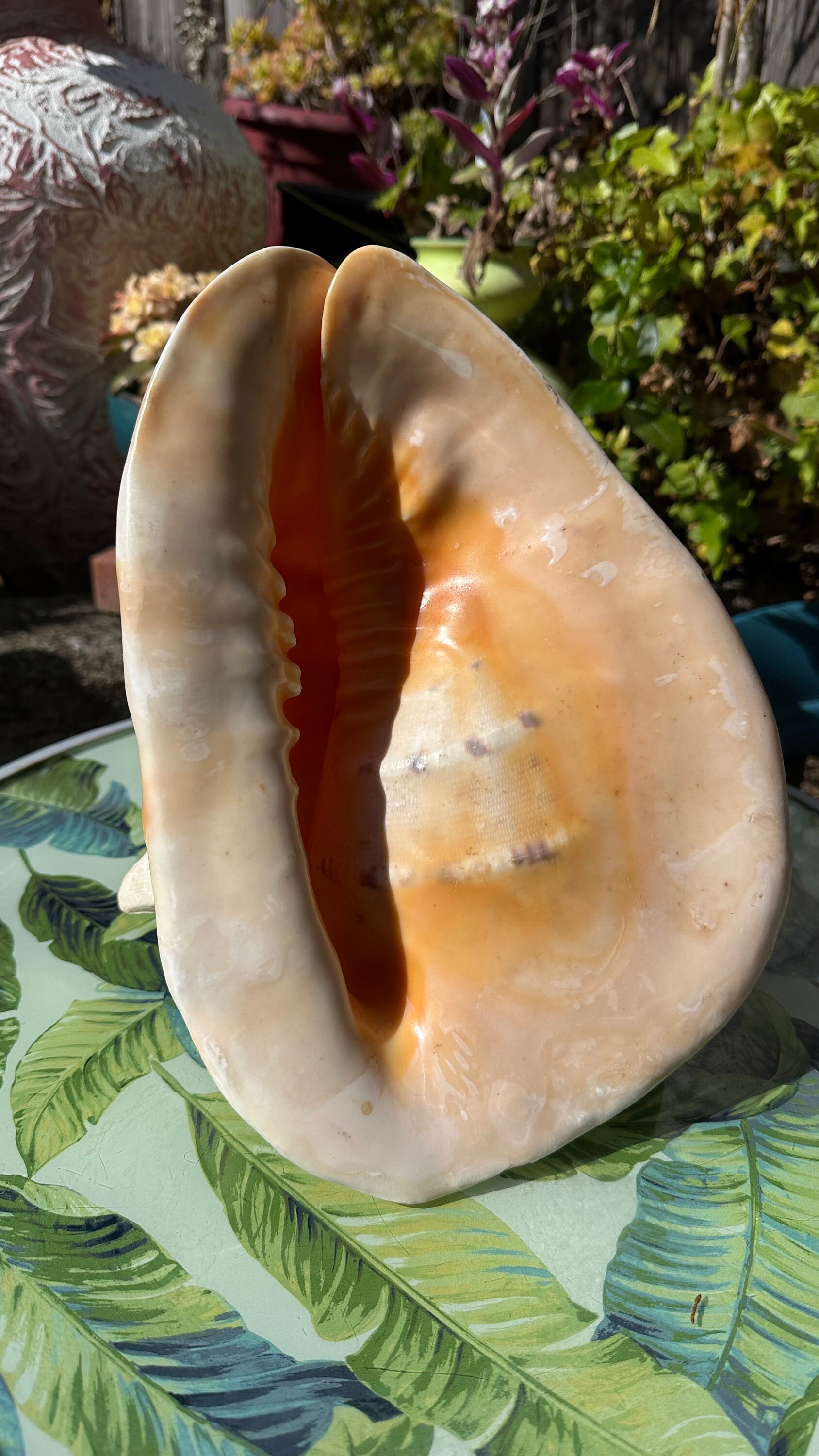 Large Cassis Cornuta Huge Seashell, Big Crab Shell, Huge Ocean Shell ...