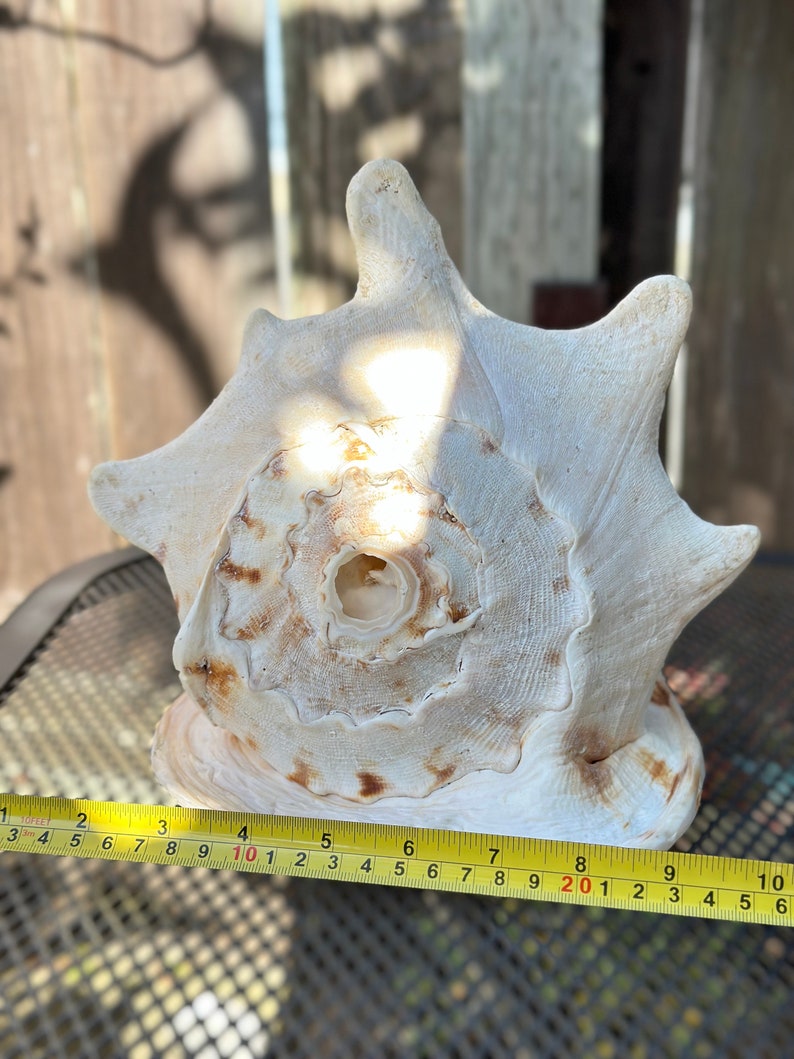 Large Cassis Cornuta Huge Seashell, Big Crab Shell, Huge Ocean Shell ...