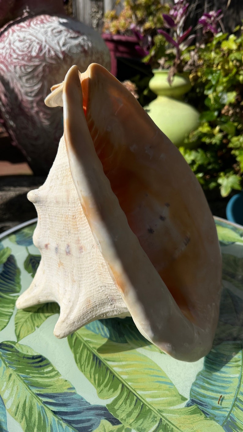 Large Cassis Cornuta Huge Seashell, Big Crab Shell, Huge Ocean Shell ...