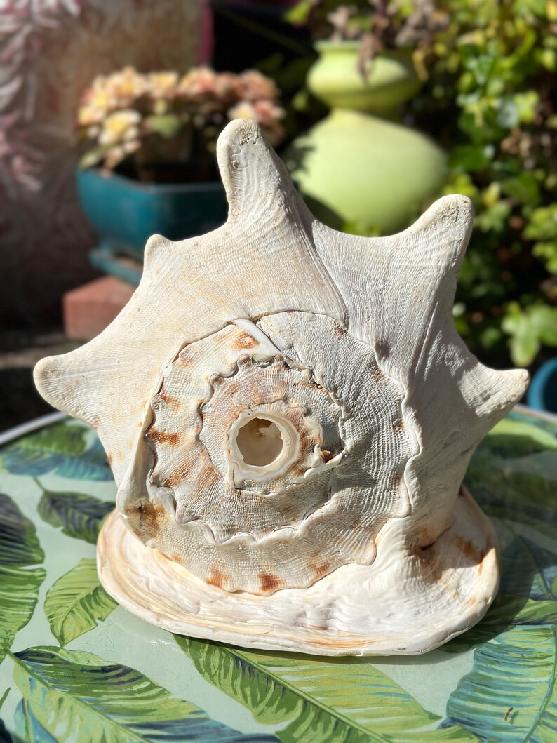 Large Cassis Cornuta Huge Seashell, Big Crab Shell, Huge Ocean Shell ...