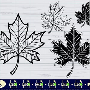 Maple Leaf SVG 1 Leaf Svg Autumn Svg Maple Leaf Clipart - Etsy