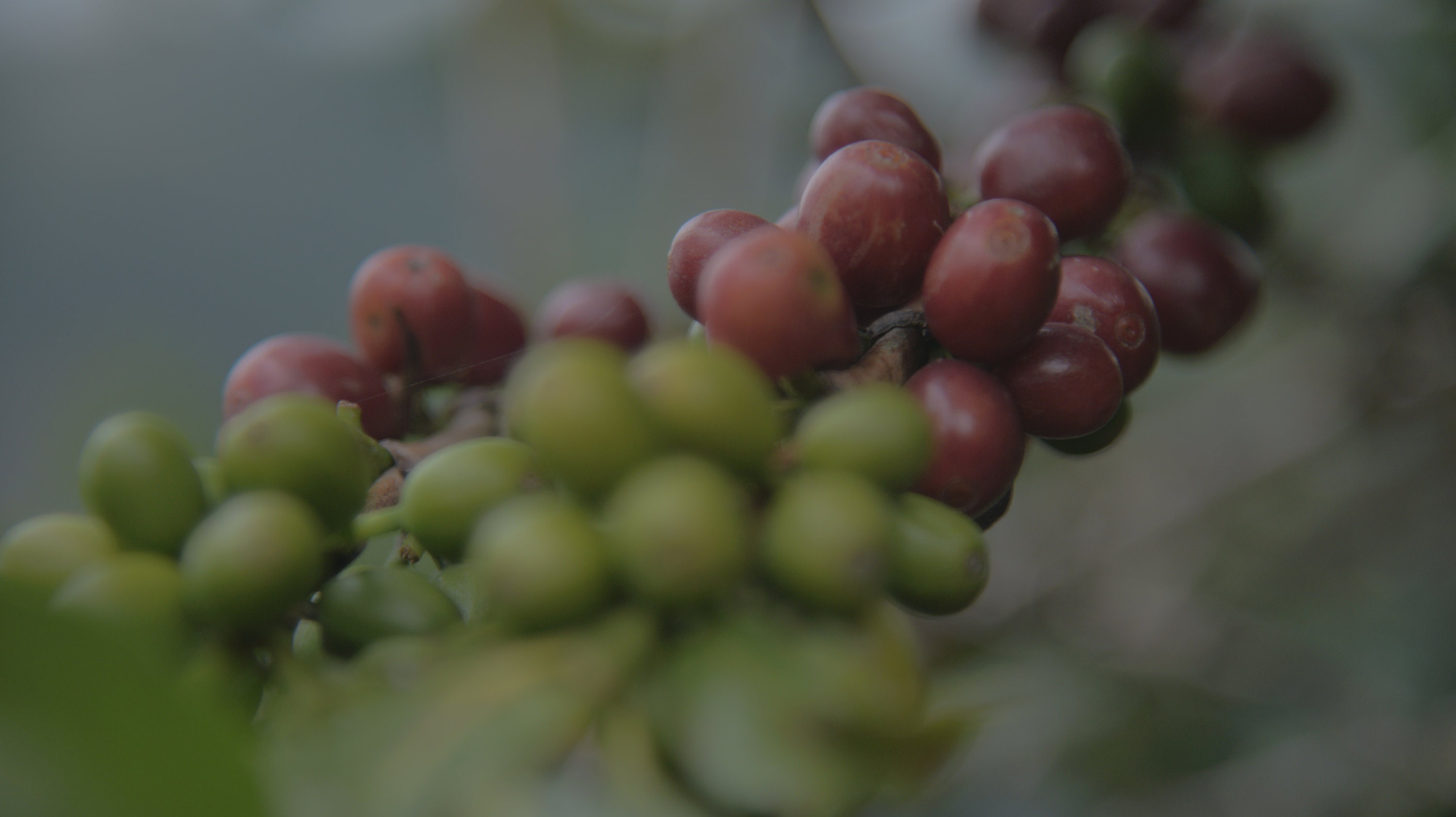 Colombian Coffee Washed Process 250gms - Etsy