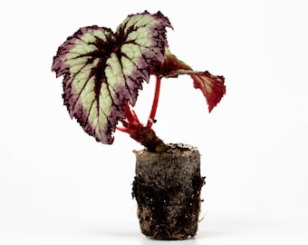 Begonia Fireworks Starter Plant ALL STARTER PLANTS Require - Etsy
