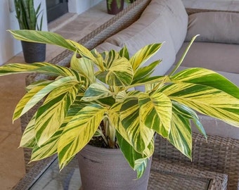 Variegated Spiral Ginger Costus Arabicus Variegatus - Etsy