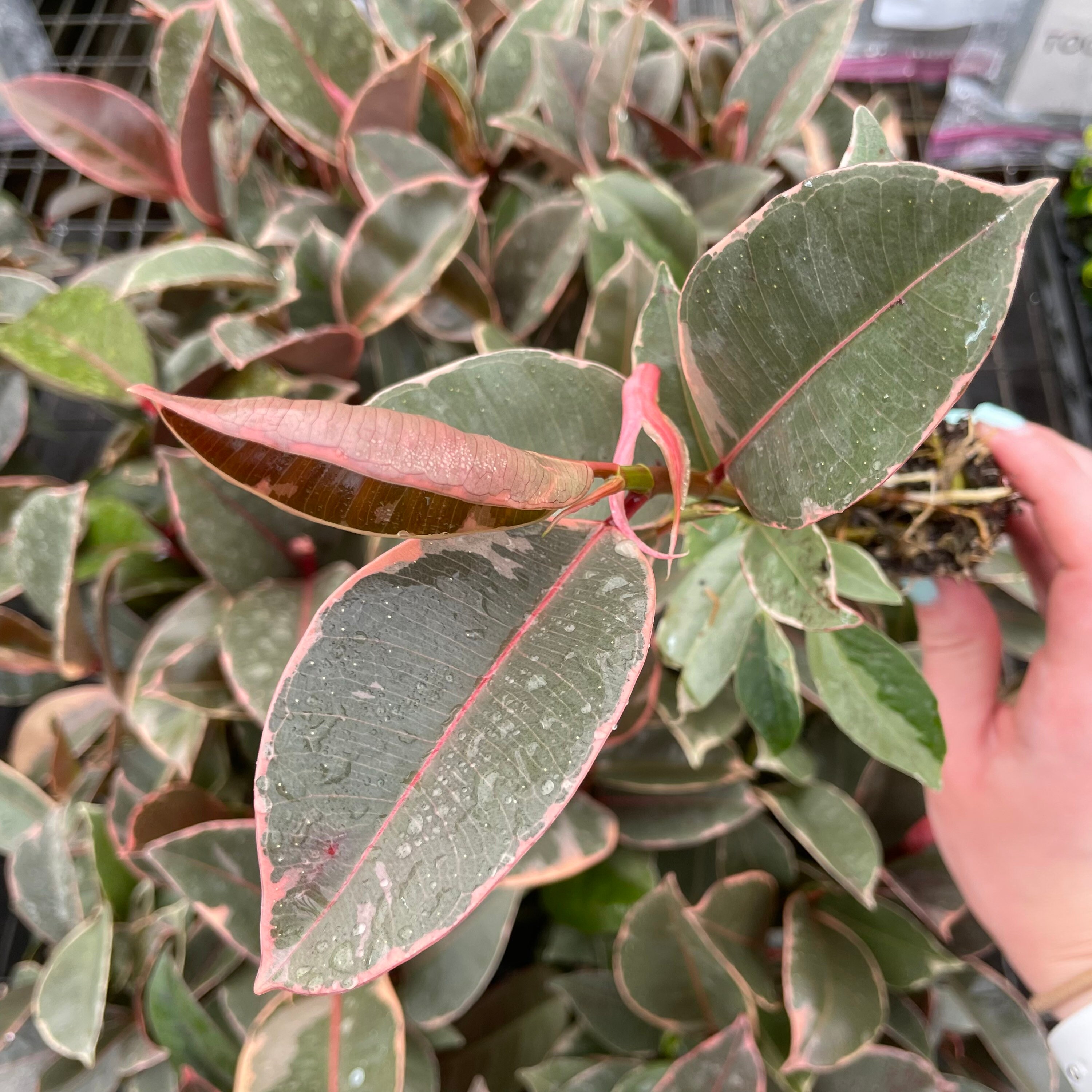 Ficus Tineke Starter Plant must Buy A Minimum of ANY 2 PLANTS - Etsy