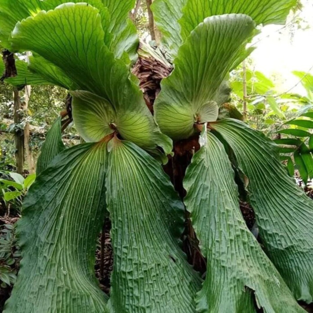 Platycerium Elephantotis Staghorn Fern Starter Plant must Buy - Etsy