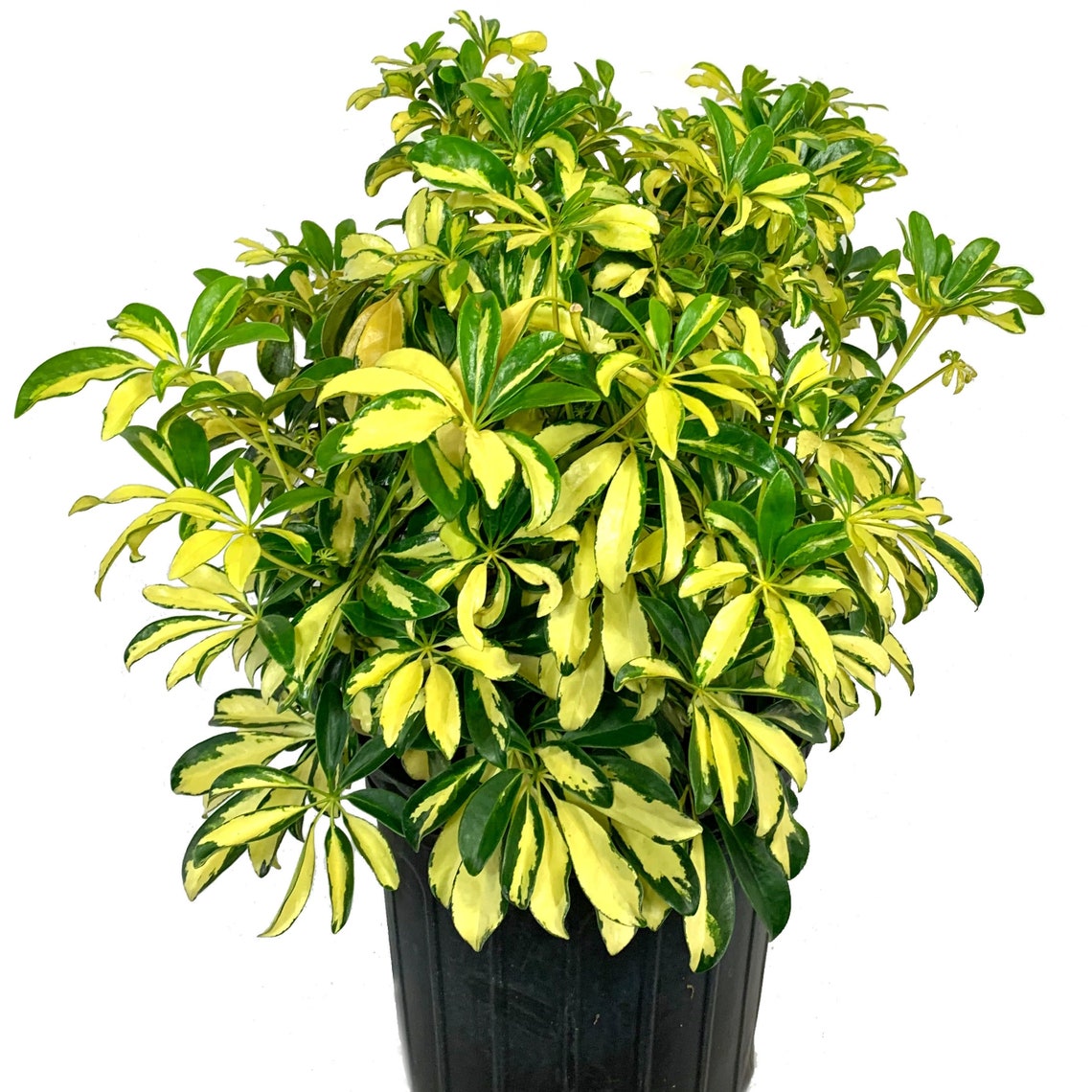 Schefflera Trinette variegated Arboricola Starter Plant - Etsy