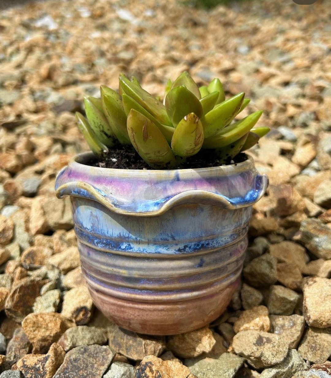 Hard Candy Planter - Etsy