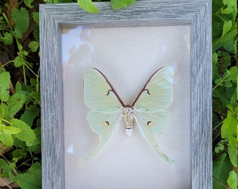 Moth Shadow Box - Etsy