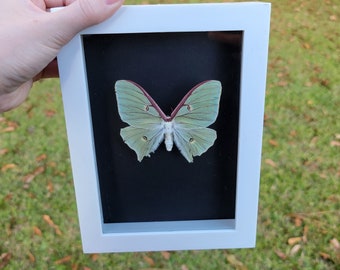 Luna Moth Framed - Etsy