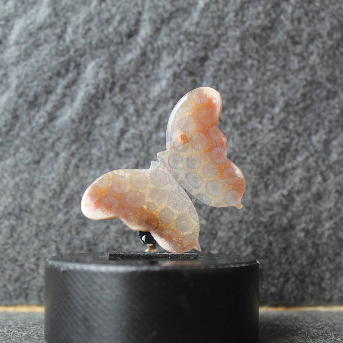 Fossil Coral Butterfly Pair - Etsy