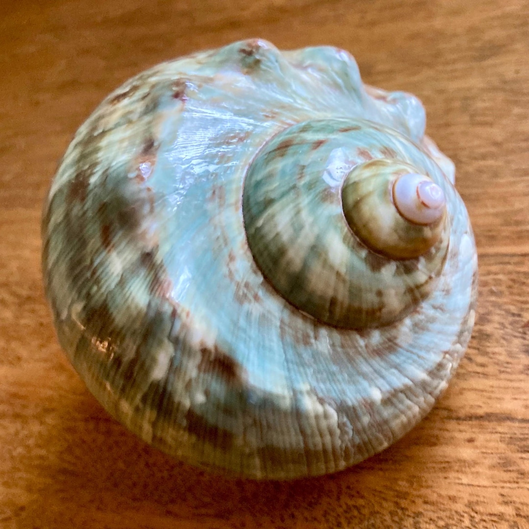 Large Pearlized Turbo Marmoratus Shell, Jade Green Turbo Shell, Turbo ...