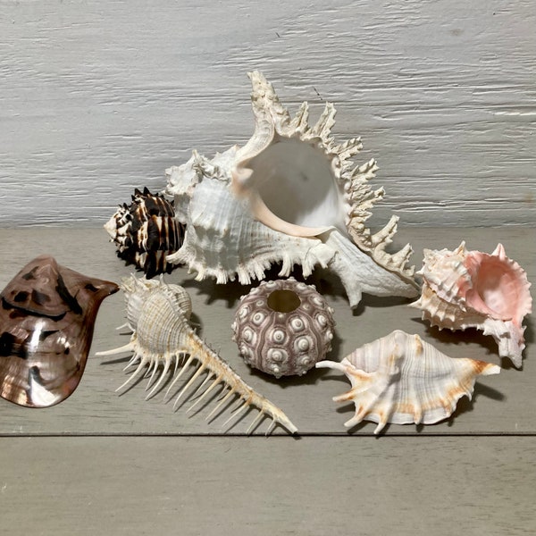 Pink Seashells - Etsy