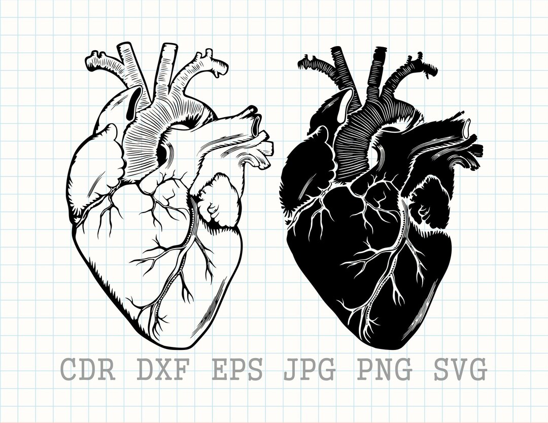Anatomical Heart Svg Cardiac Svg Heart Vector Design - Etsy Australia