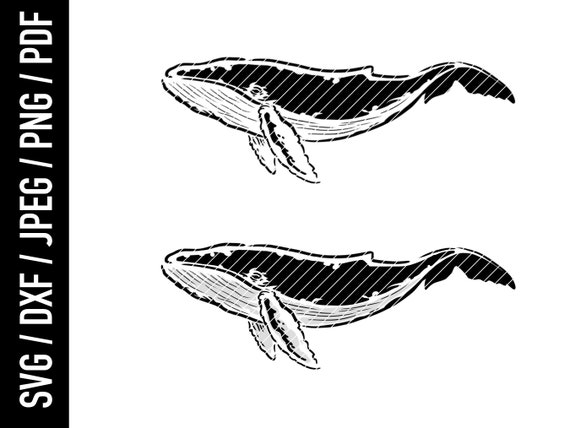 Plantilla De Contorno De Ballena Plantilla De Ballena Cortada Con