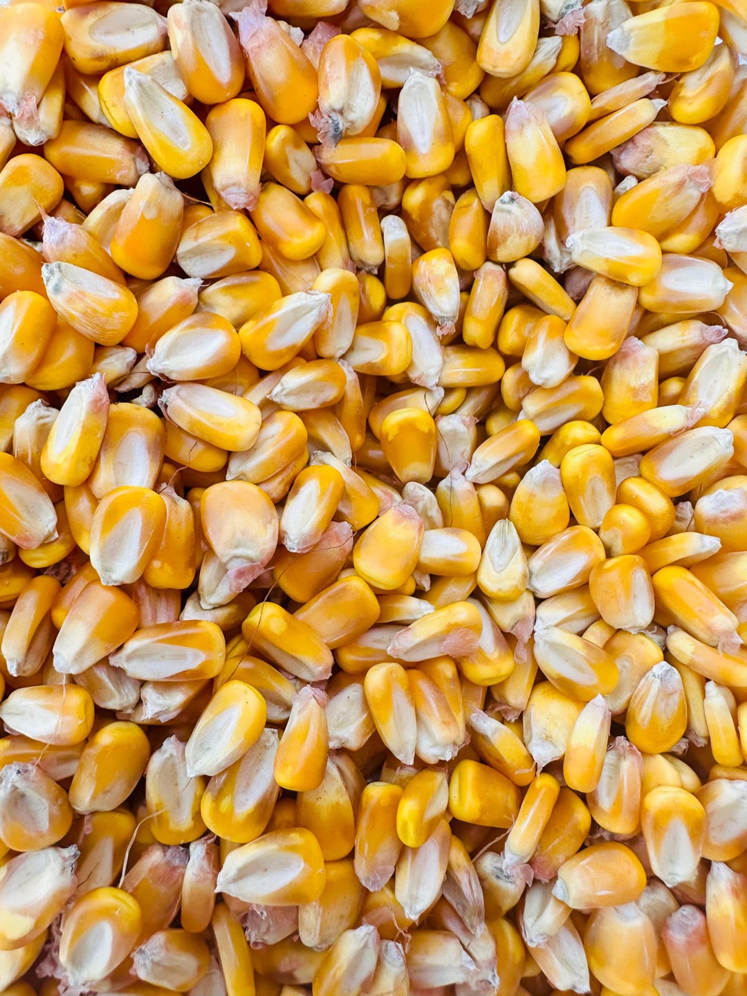 Single A Corn: Premium Shelled and Dried Whole Kernel Corn 21lbs for ...
