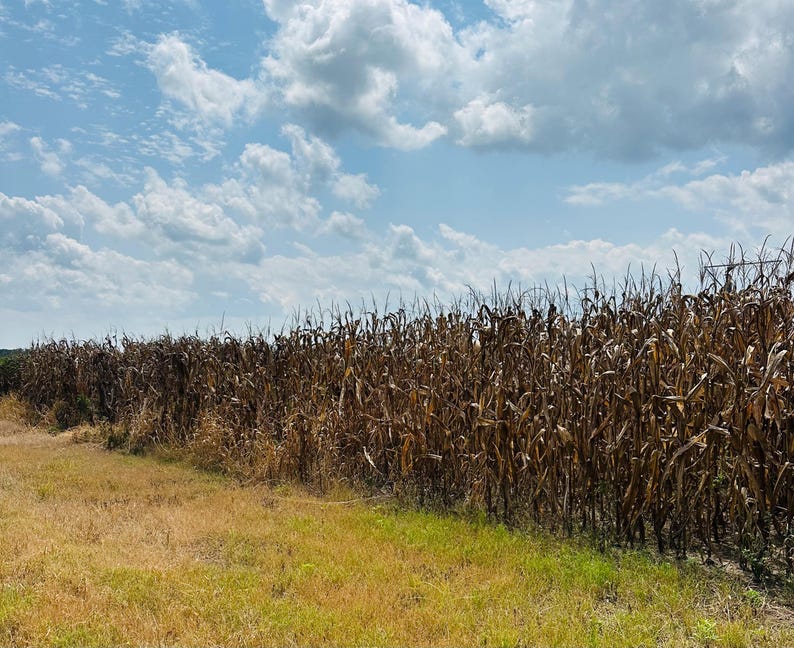 Single A Corn: Premium Shelled and Dried Whole Kernel Corn 21lbs for ...
